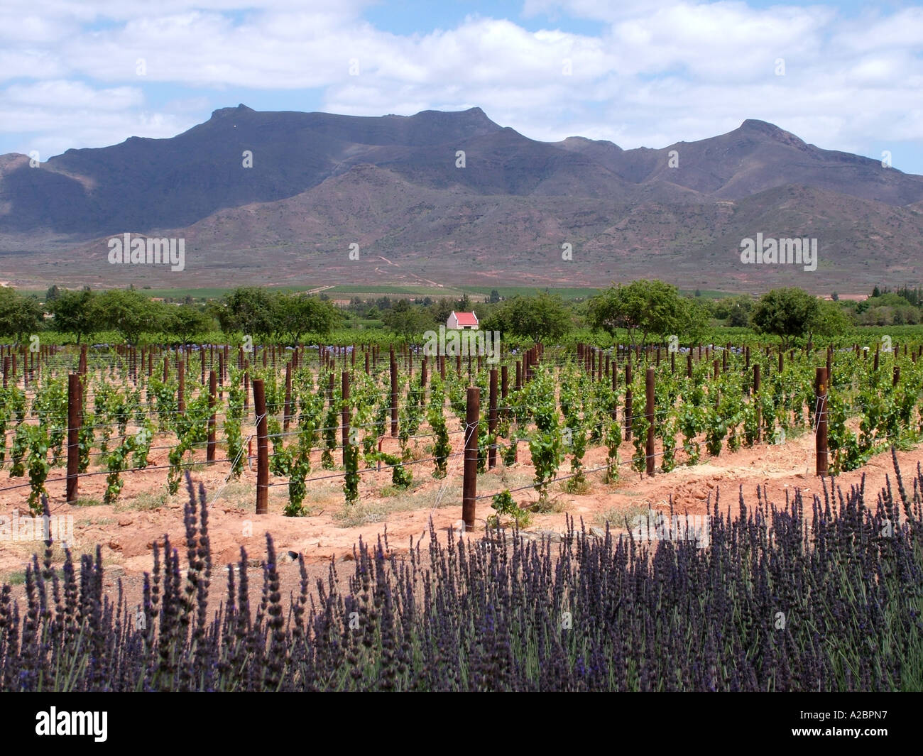 Graham Beck winery at Robertson Western cape South Africa RSA Stock ...