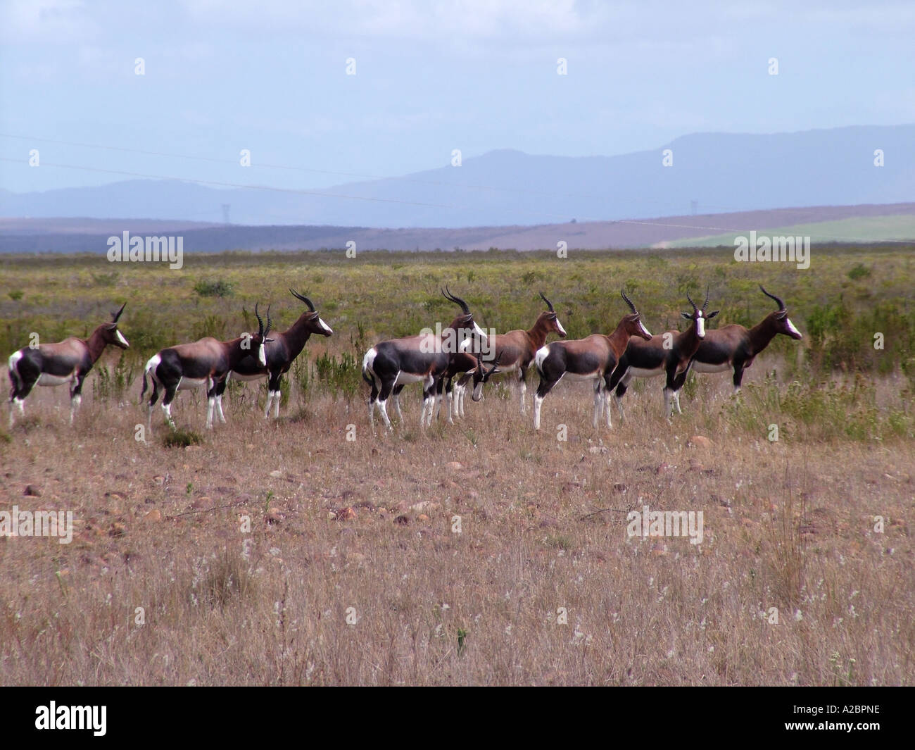 Bontebok National Park at Swellendam western cape South Africa RSA ...