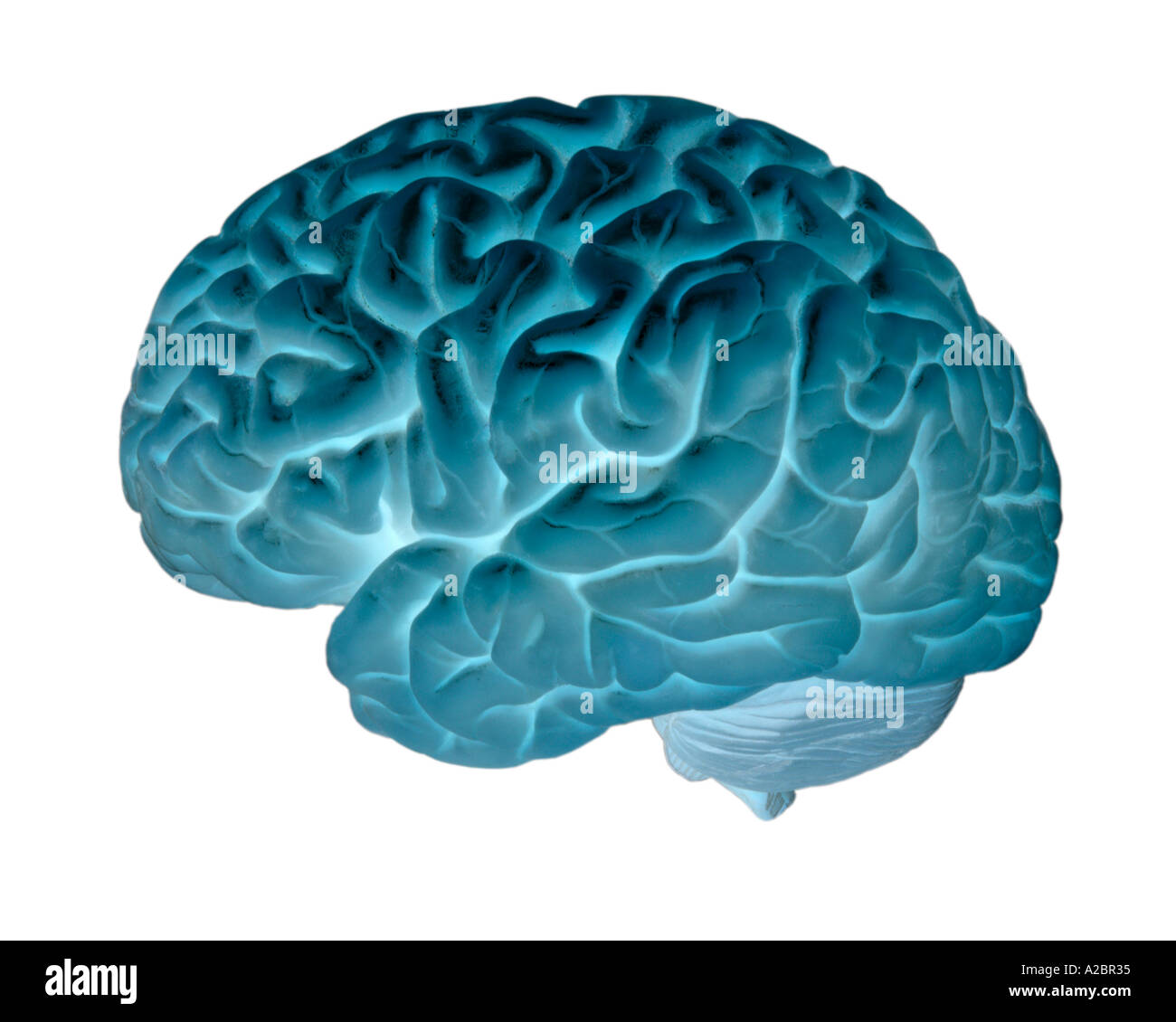 Human synapses Cut Out Stock Images & Pictures - Alamy