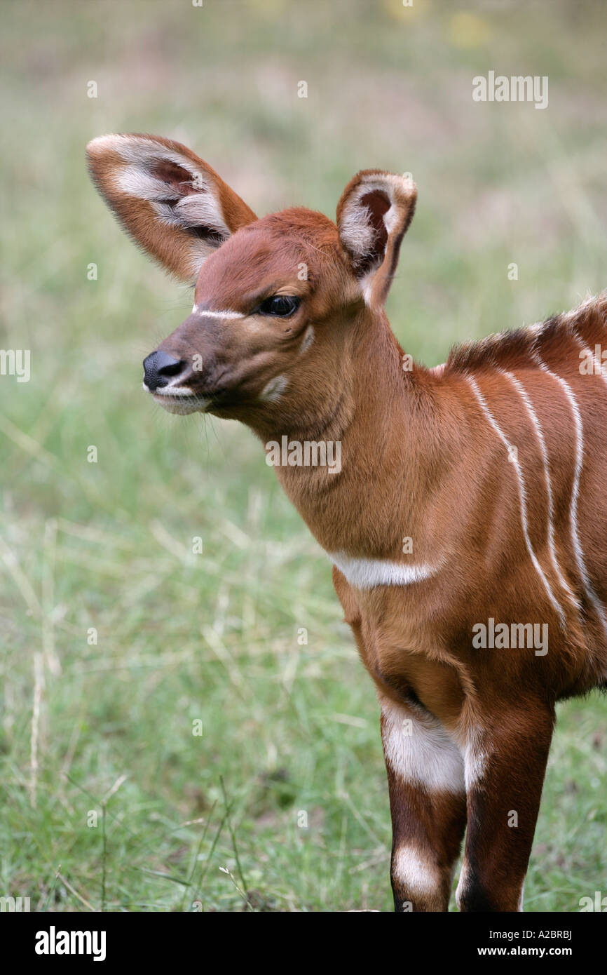 BONGO Tragelaphus eurycerus Native to West Africa Stock Photo - Alamy