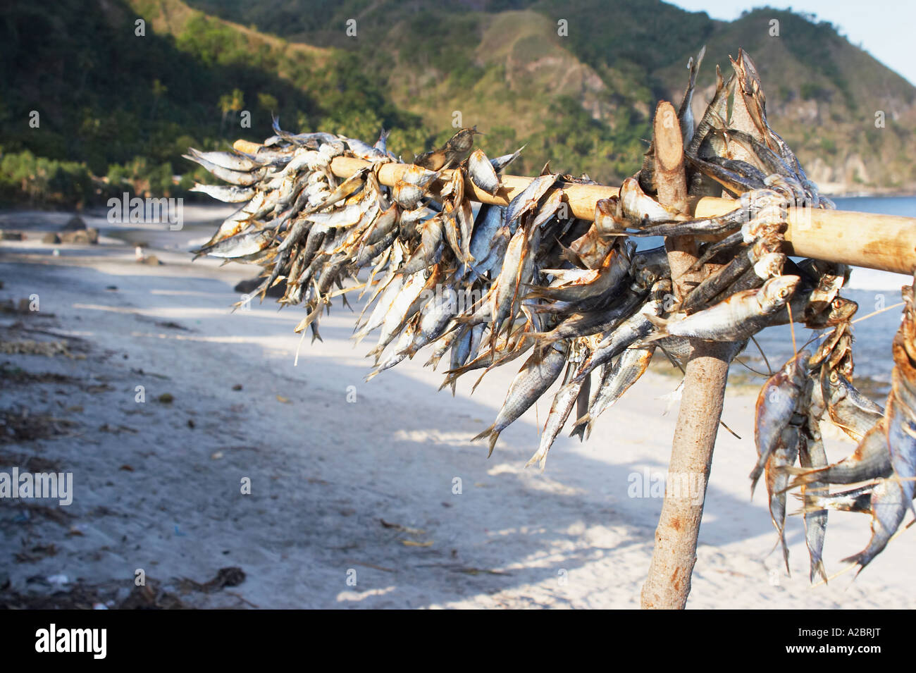 Drying Fish On Beach Stock Photo - Alamy