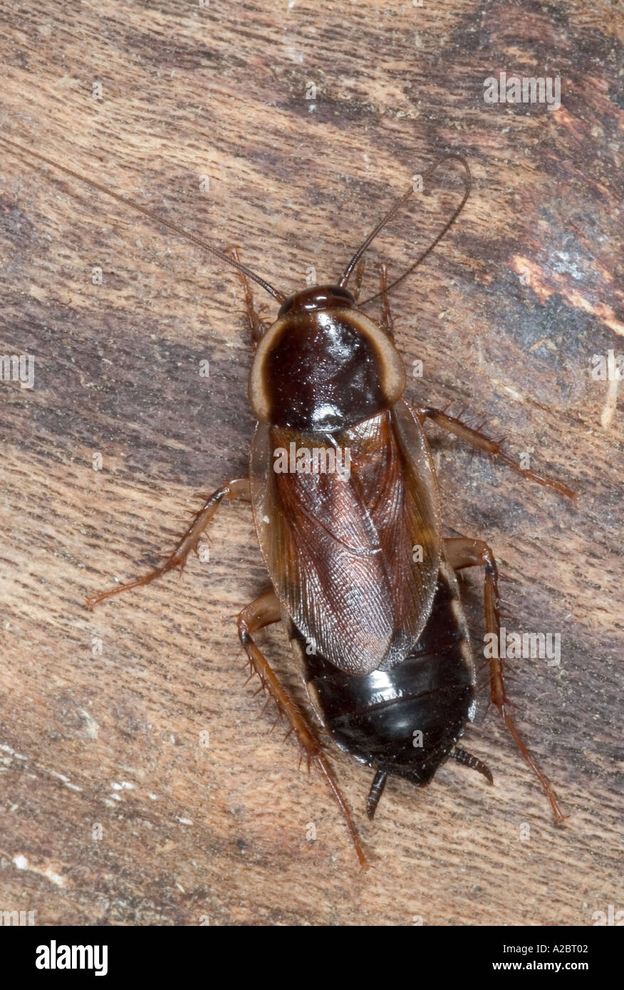common wood cockroach genus Parcoblatta probably species pennsylvanica ...