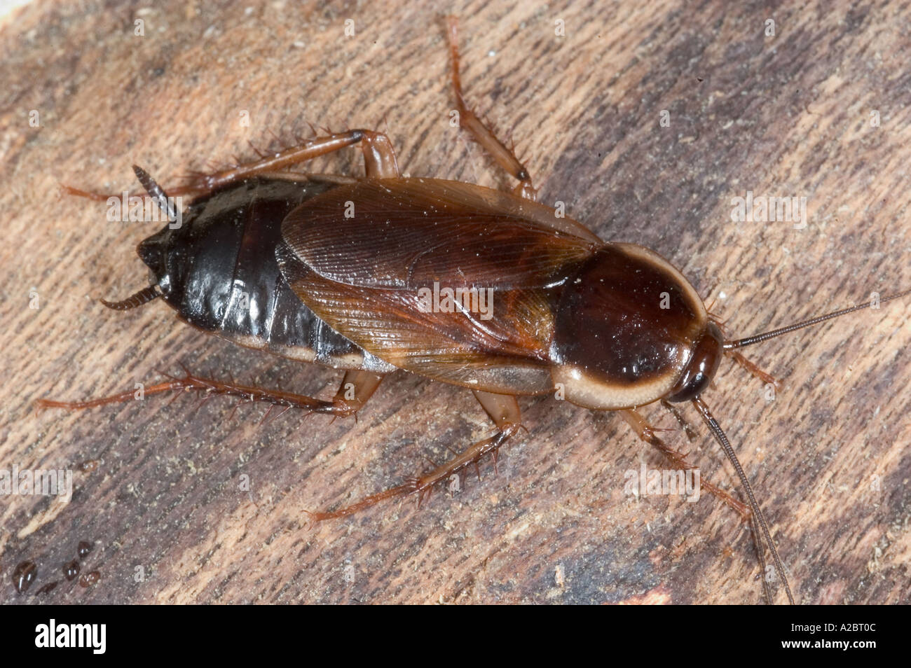 common wood cockroach genus Parcoblatta probably species pennsylvanica ...