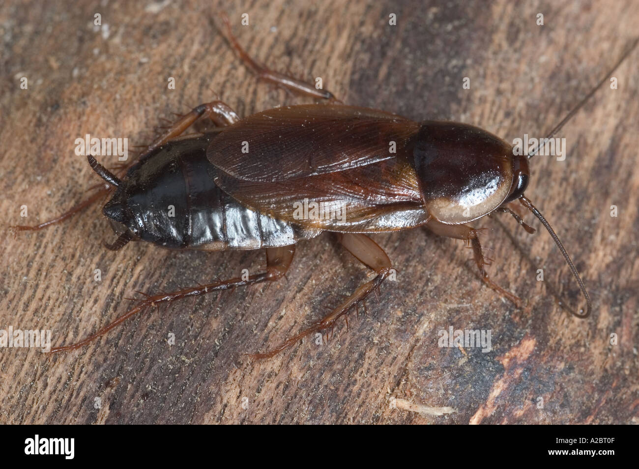 common wood cockroach genus Parcoblatta probably species pennsylvanica ...