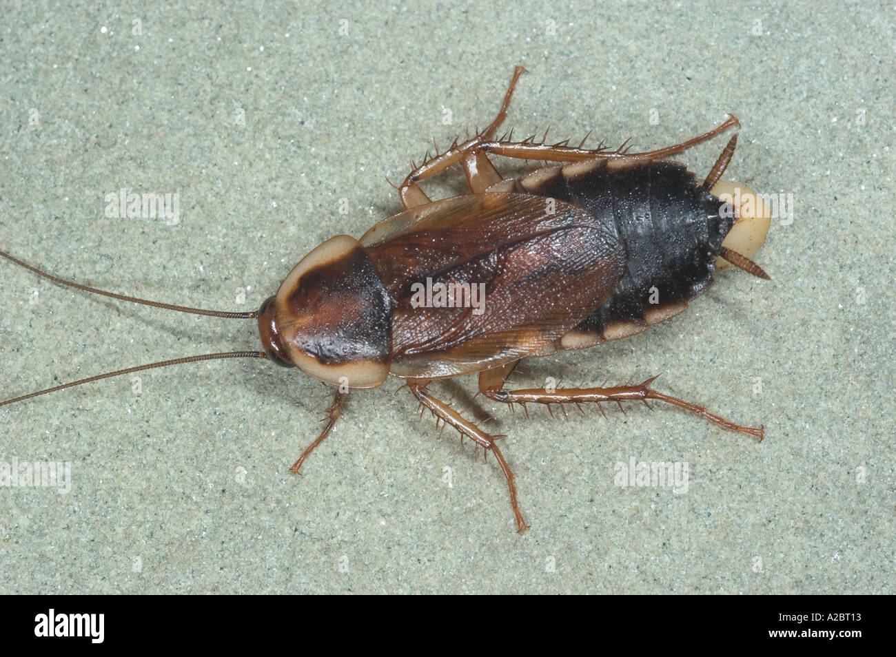 common wood cockroach genus Parcoblatta probably species pennsylvanica ...