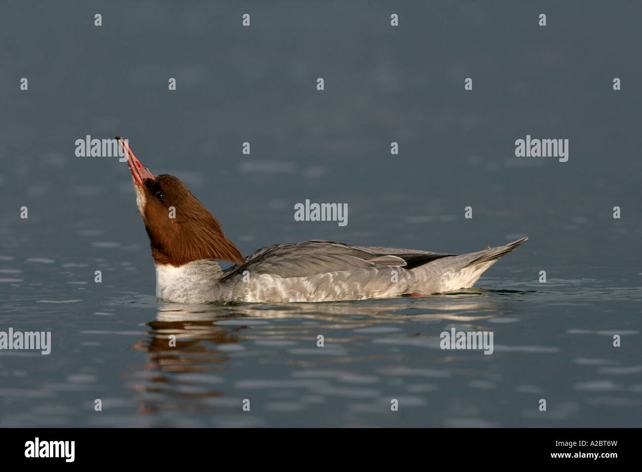 GOOSANDER Mergus merganser Female Switzerland Stock Photo - Alamy
