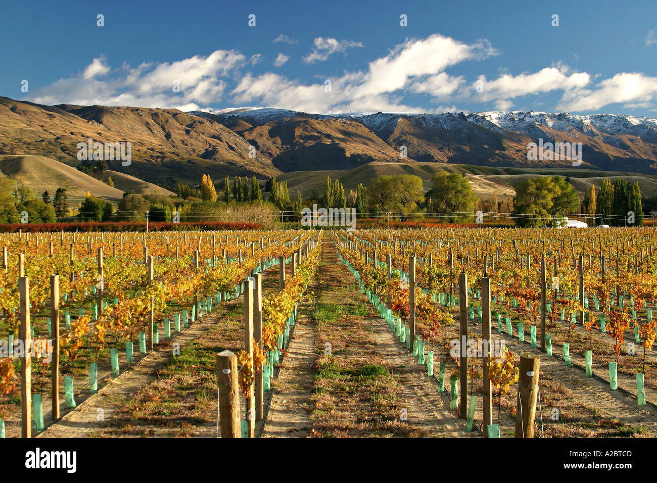 Vineyard and Pisa Range Cromwell Central Otago South Island New Zealand ...