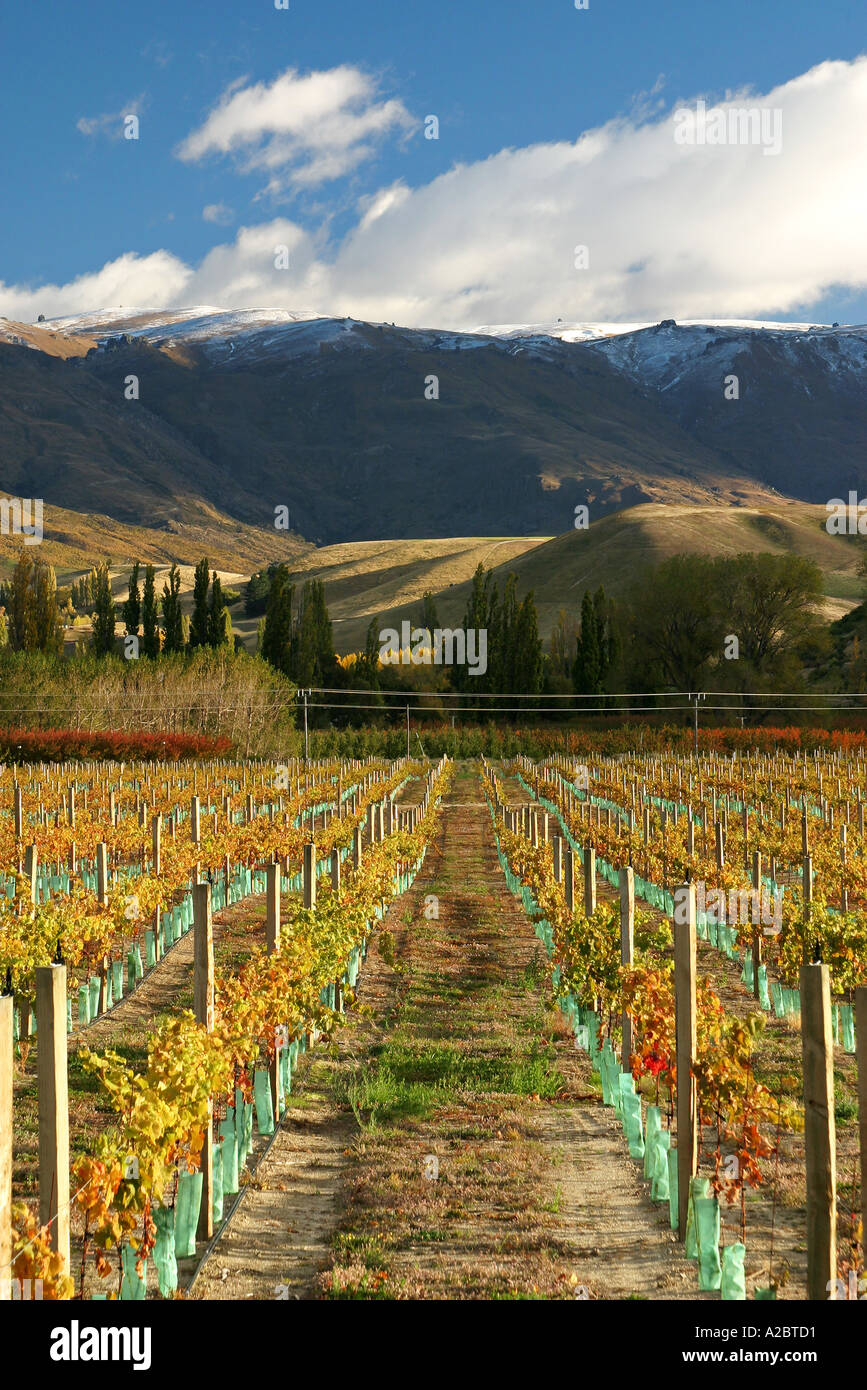Vineyard and Pisa Range Cromwell Central Otago South Island New Zealand ...