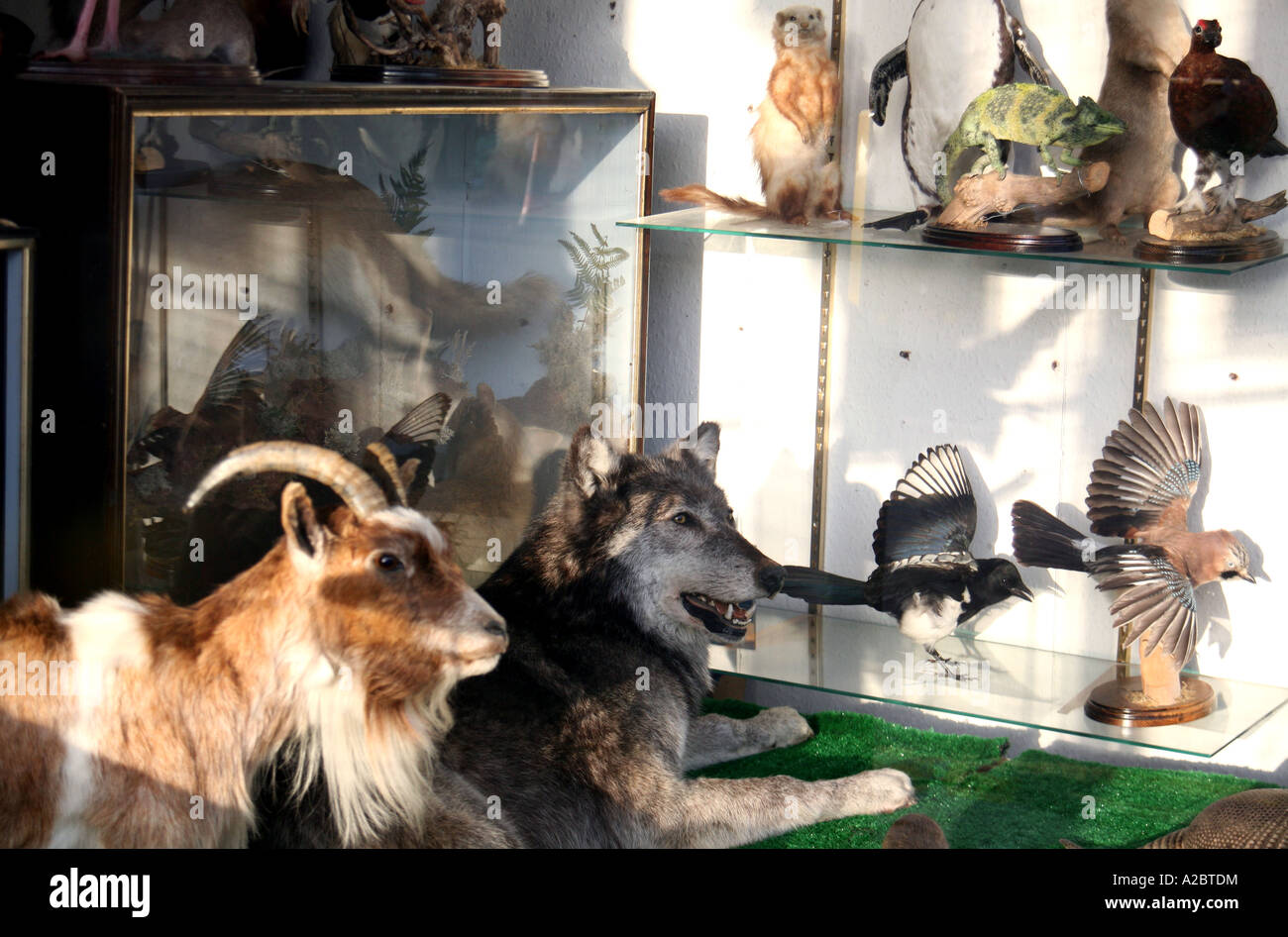 Taxidermist shop display, London Stock Photo - Alamy