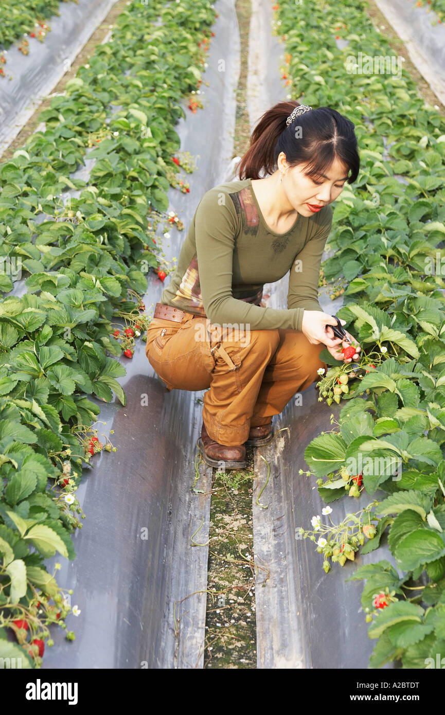 Strawberry picker hi-res stock photography and images - Alamy