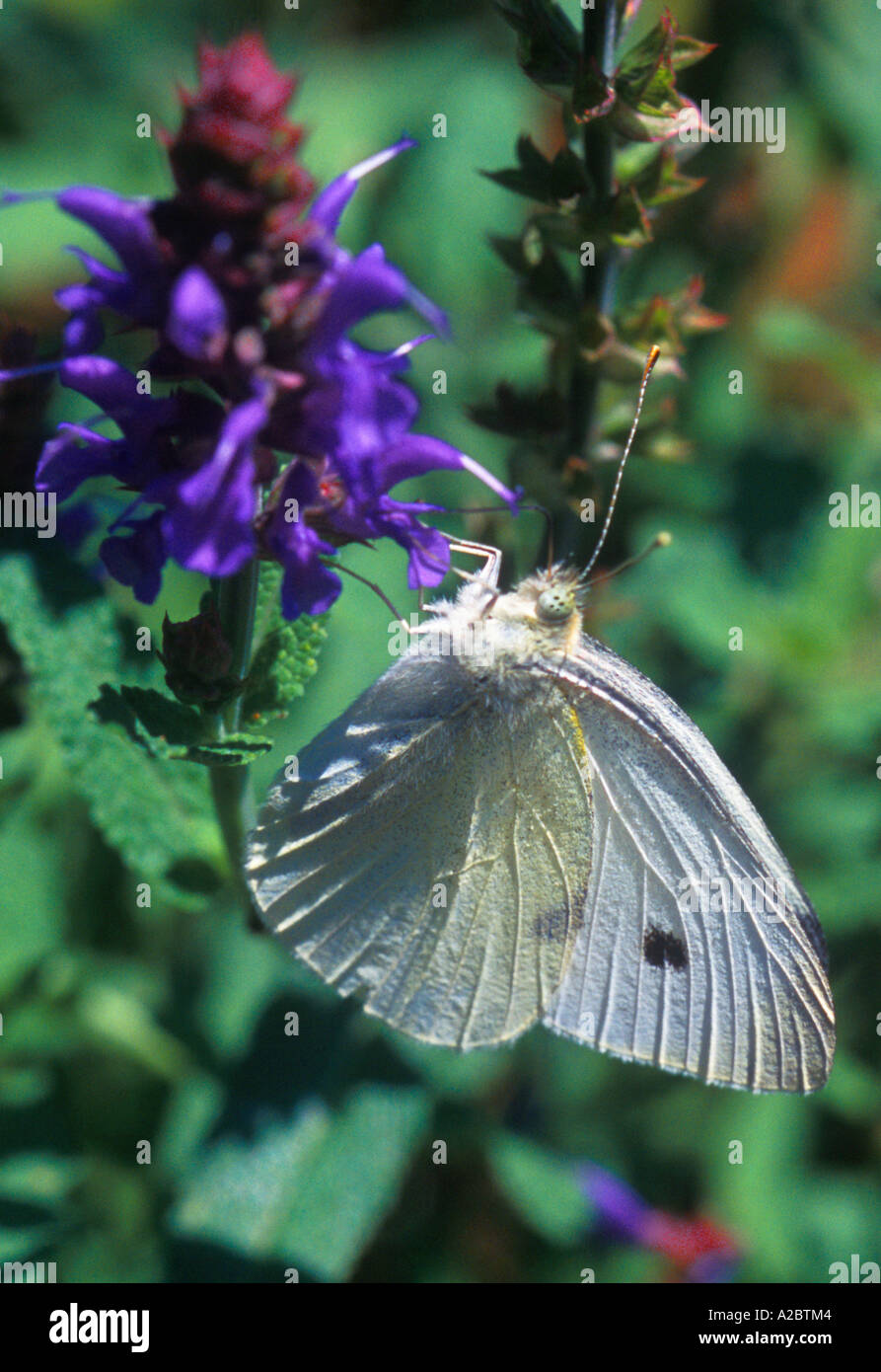 White Male European Cabbage Butterfly (Pieris Rapae), perched on purple ...