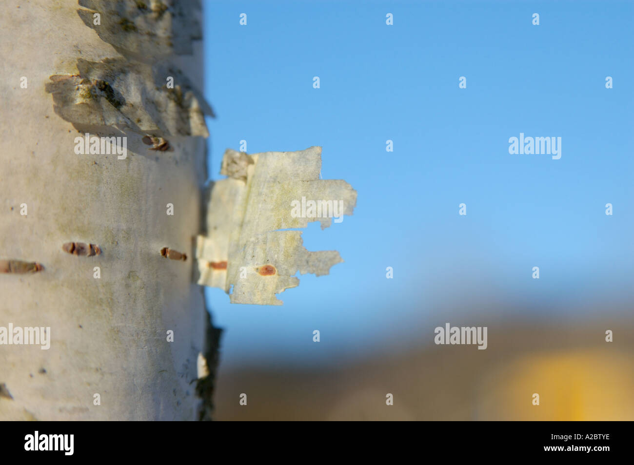 Bark peeling off birch tree hi-res stock photography and images - Alamy