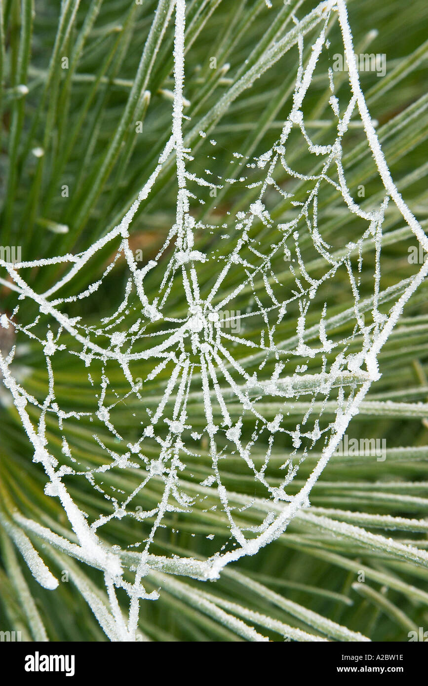 Frosty Spider Web on Pine Needles Twizel Mackenzie Country South Island ...