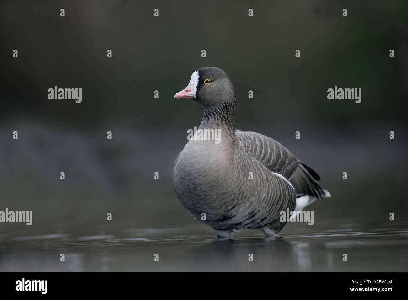 LESSER WHITE FRONTED GOOSE Anser erythropus Stock Photo - Alamy