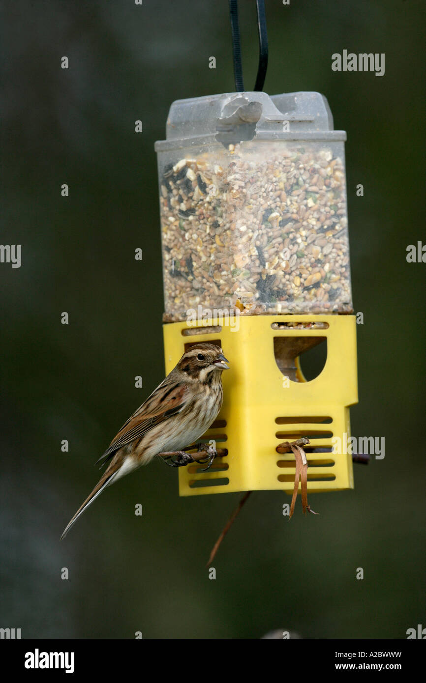 Reed bunting feeder hi-res stock photography and images - Alamy