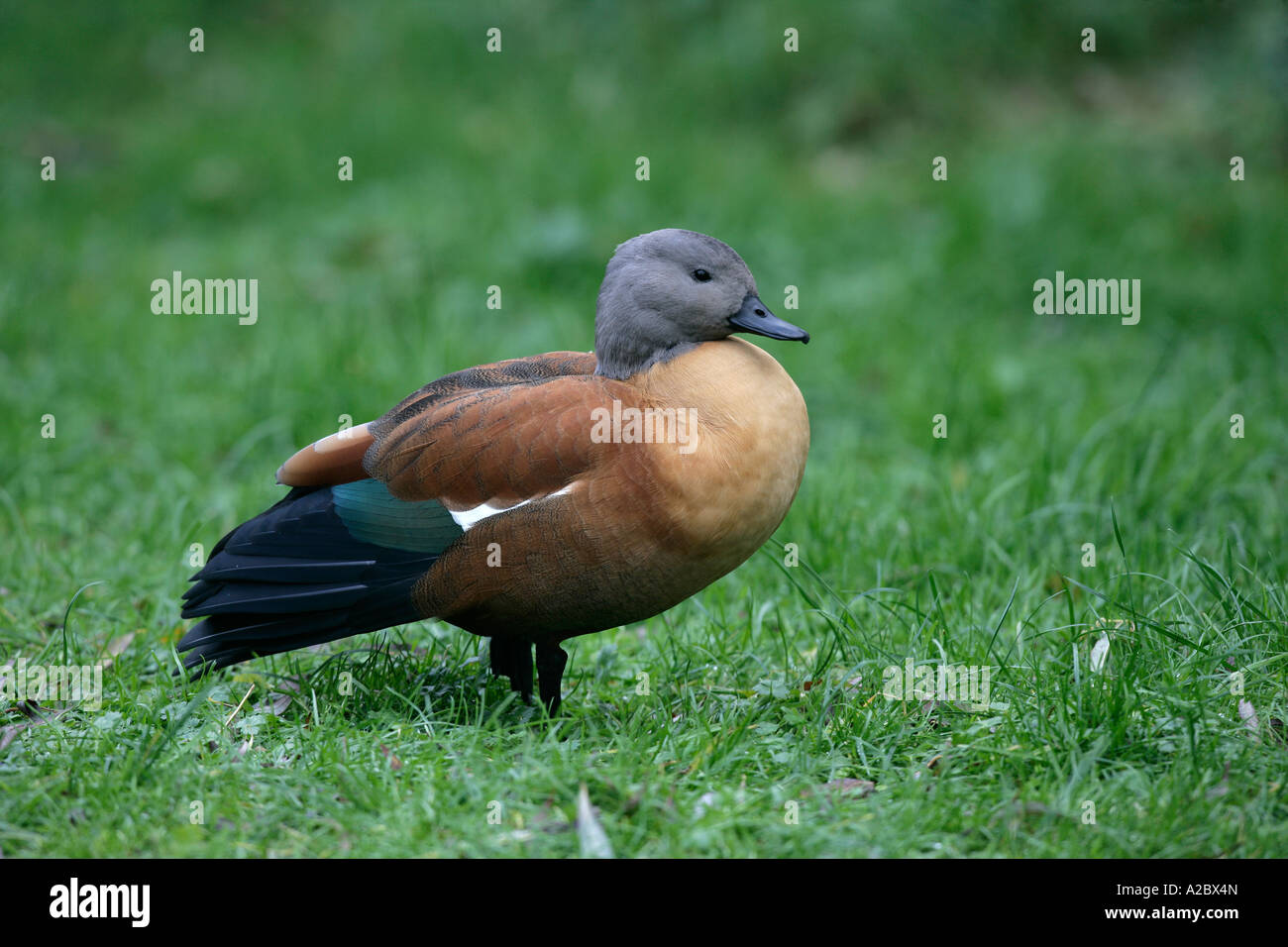 SOUTH AFRICAN SHELDUCK Tadorna cana Female Stock Photo - Alamy