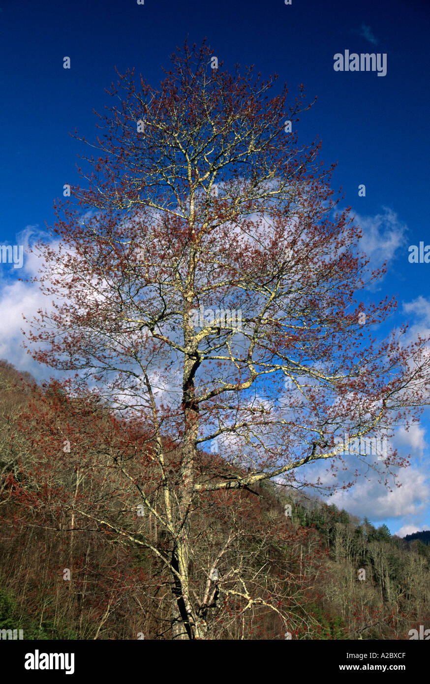 Spring Landscape Great Smoky Mountains NP NC Stock Photo - Alamy