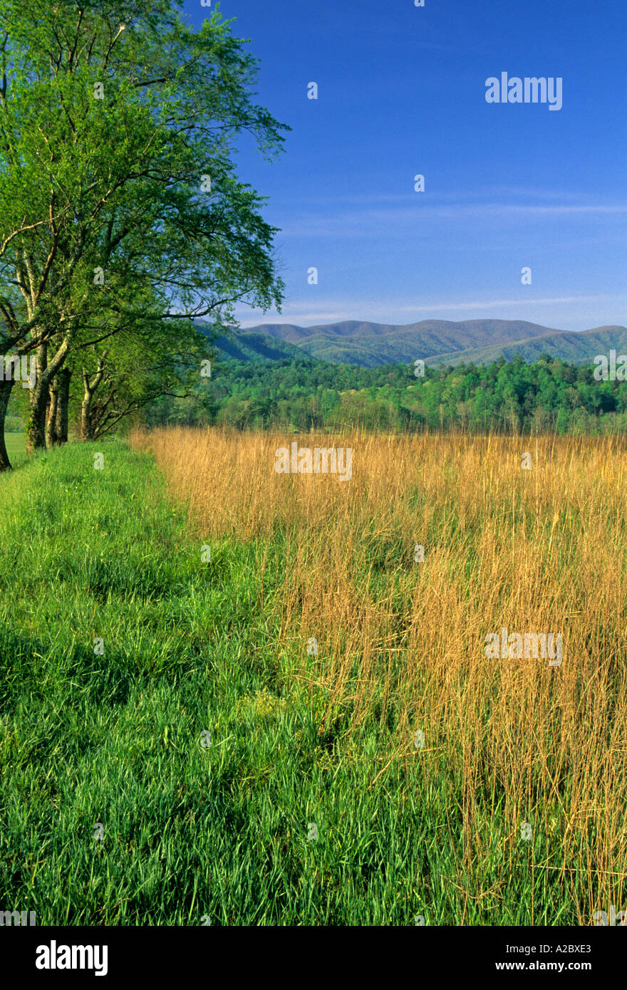 Spring Landscape Cades Cove Great Smoky Mountains NP TN Stock Photo - Alamy