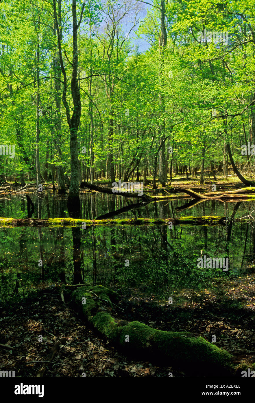 Gum Swamp Cades Cove Great Smoky Mountains Nat Park TN Stock Photo - Alamy