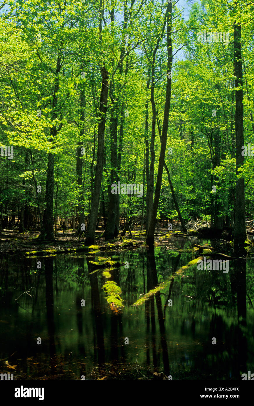 Gum Swamp Cades Cove Great Smoky Mountains Nat Park TN Stock Photo - Alamy