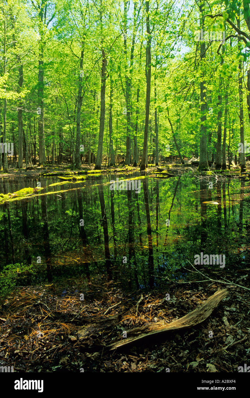 Gum Swamp Cades Cove Great Smoky Mountains Nat Park TN Stock Photo - Alamy