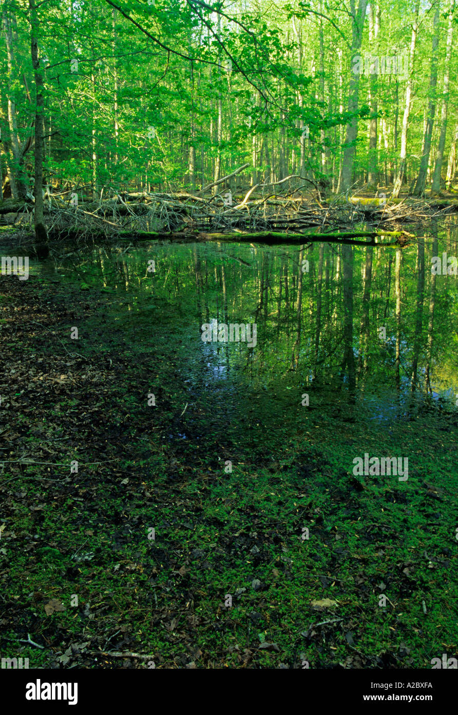 Gum Swamp Cades Cove Great Smoky Mountains NP TN Stock Photo - Alamy