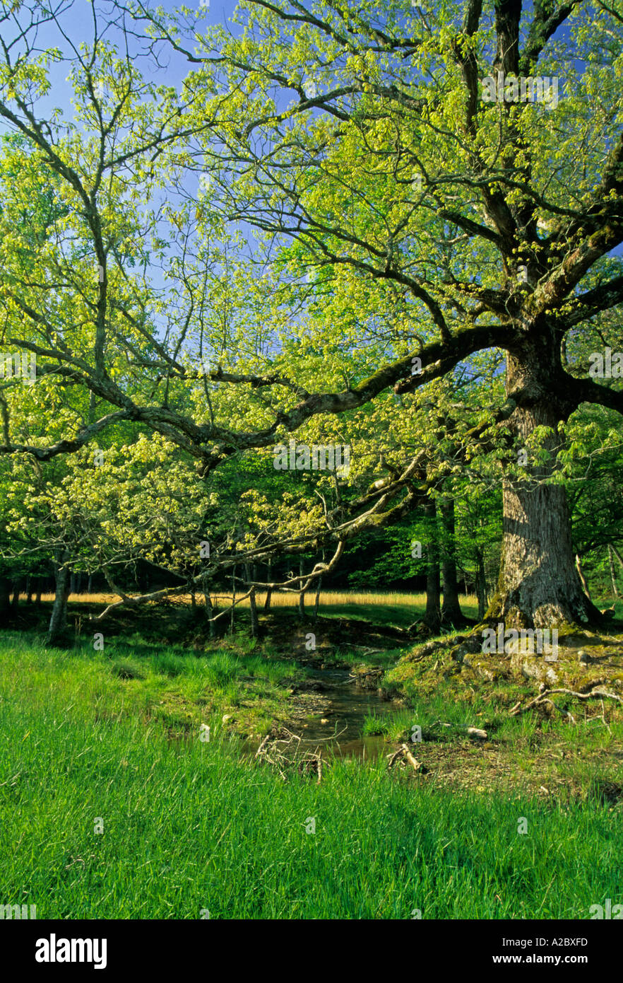 Spring Landscape Cades Cove Great Smoky Mountains NP TN Stock Photo - Alamy