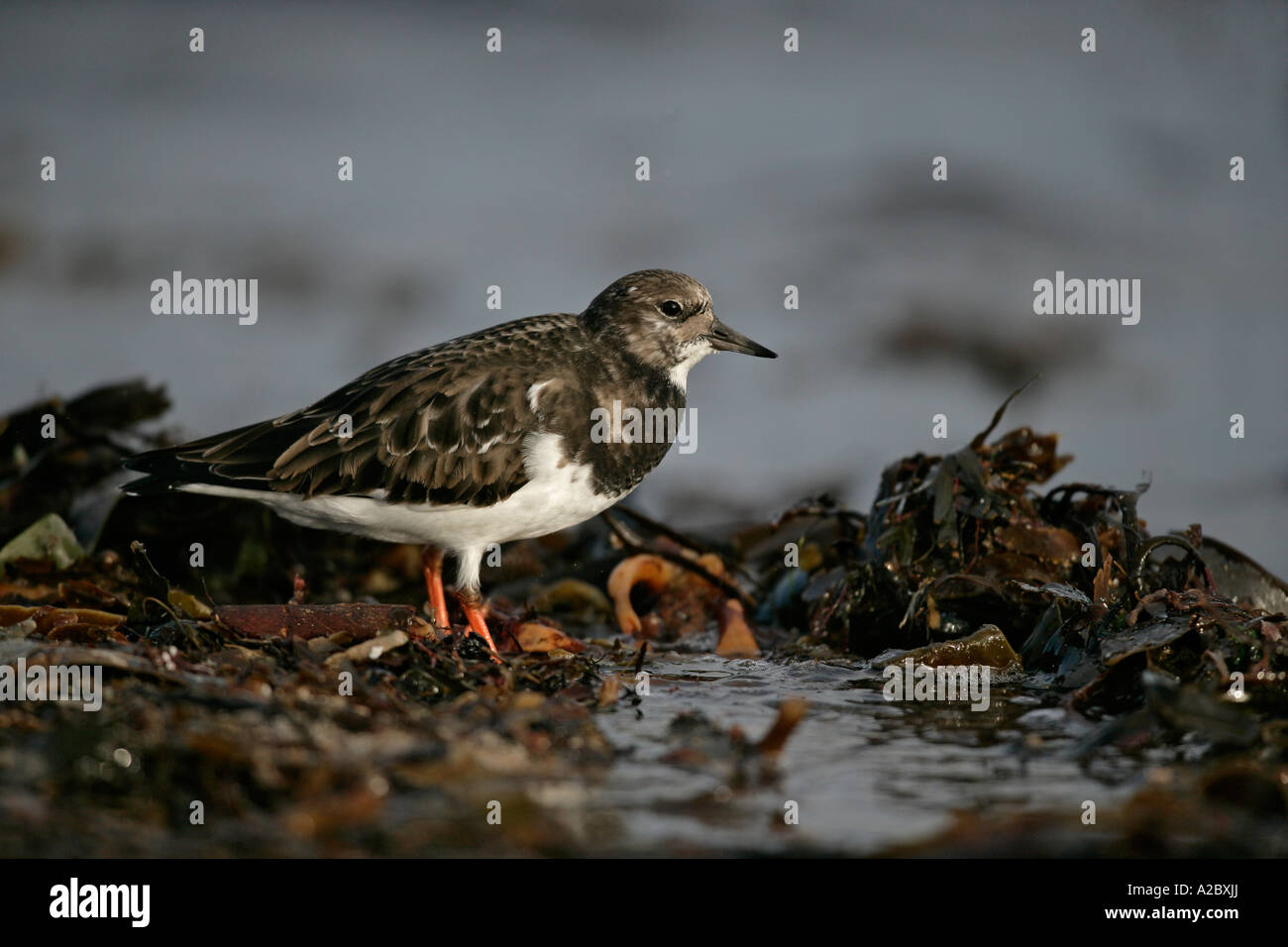 TURNSTONE Arenaria interpres Northumberland UK Winter Stock Photo - Alamy