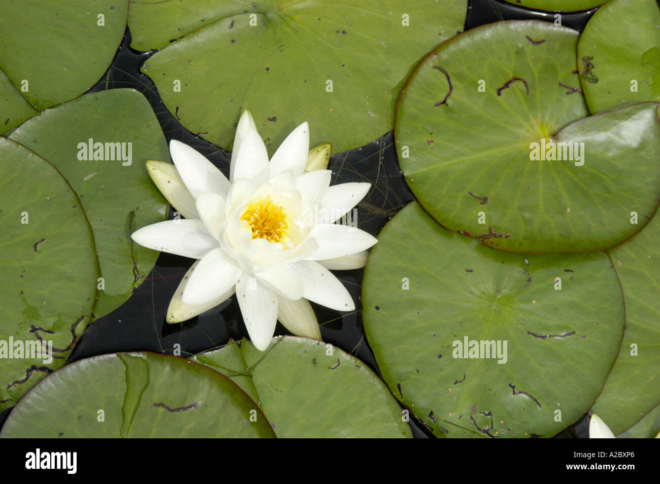 Botanywater hi-res stock photography and images - Alamy
