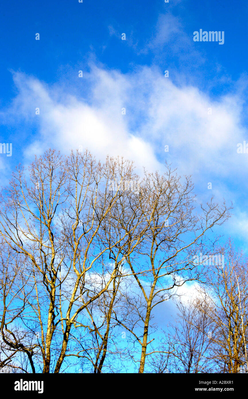 Trees lit by morning sun with blue sky and clouds background Stock ...