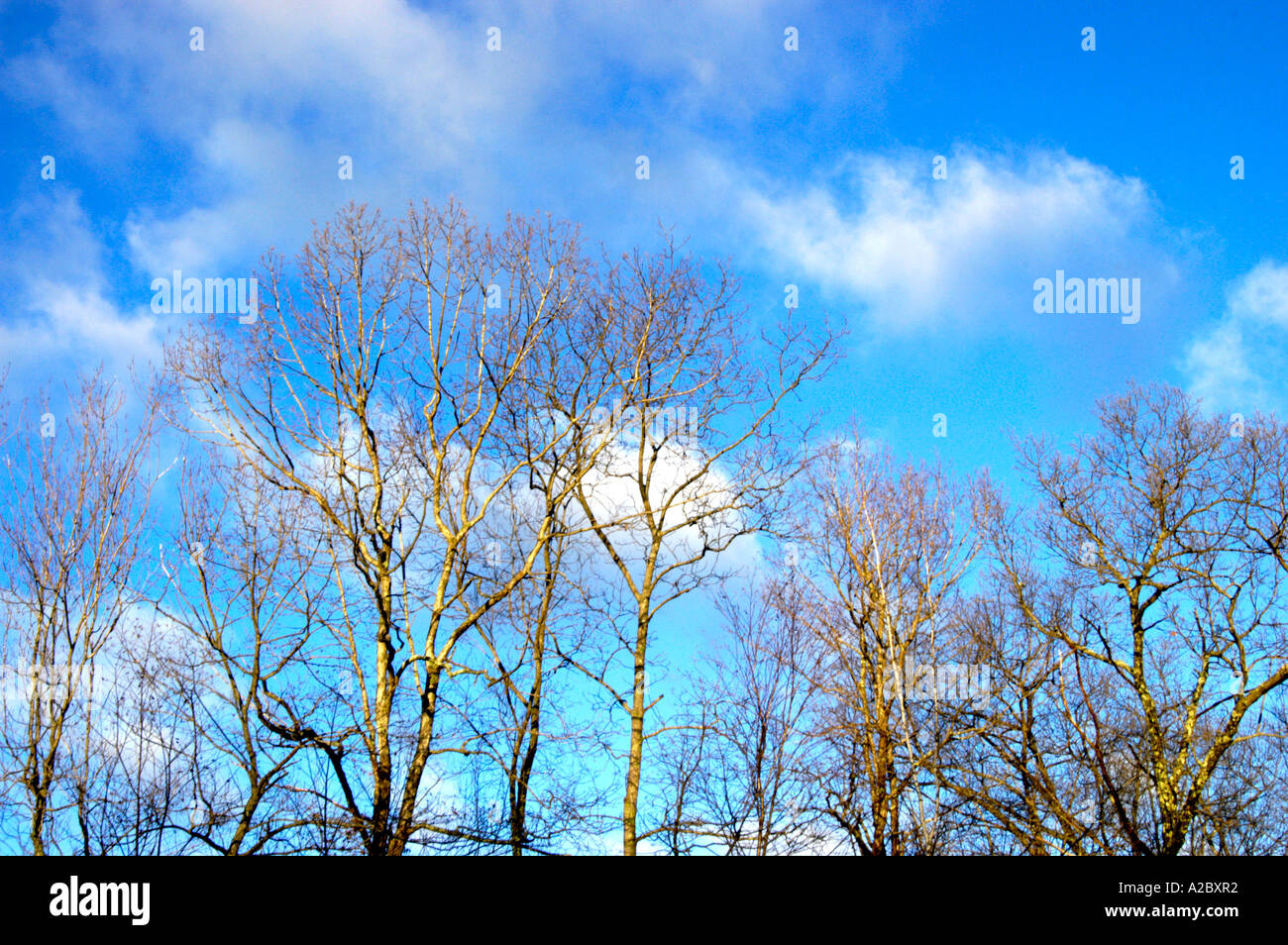 Trees lit by morning sun with blue sky and clouds background Stock ...