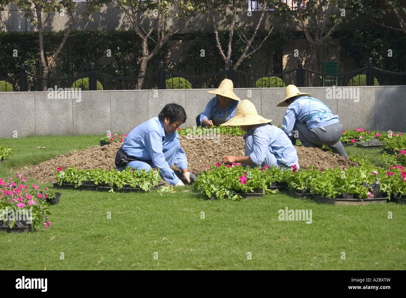 Gardeners prepare flowers in a park in Shanghai, China Stock Photo - Alamy
