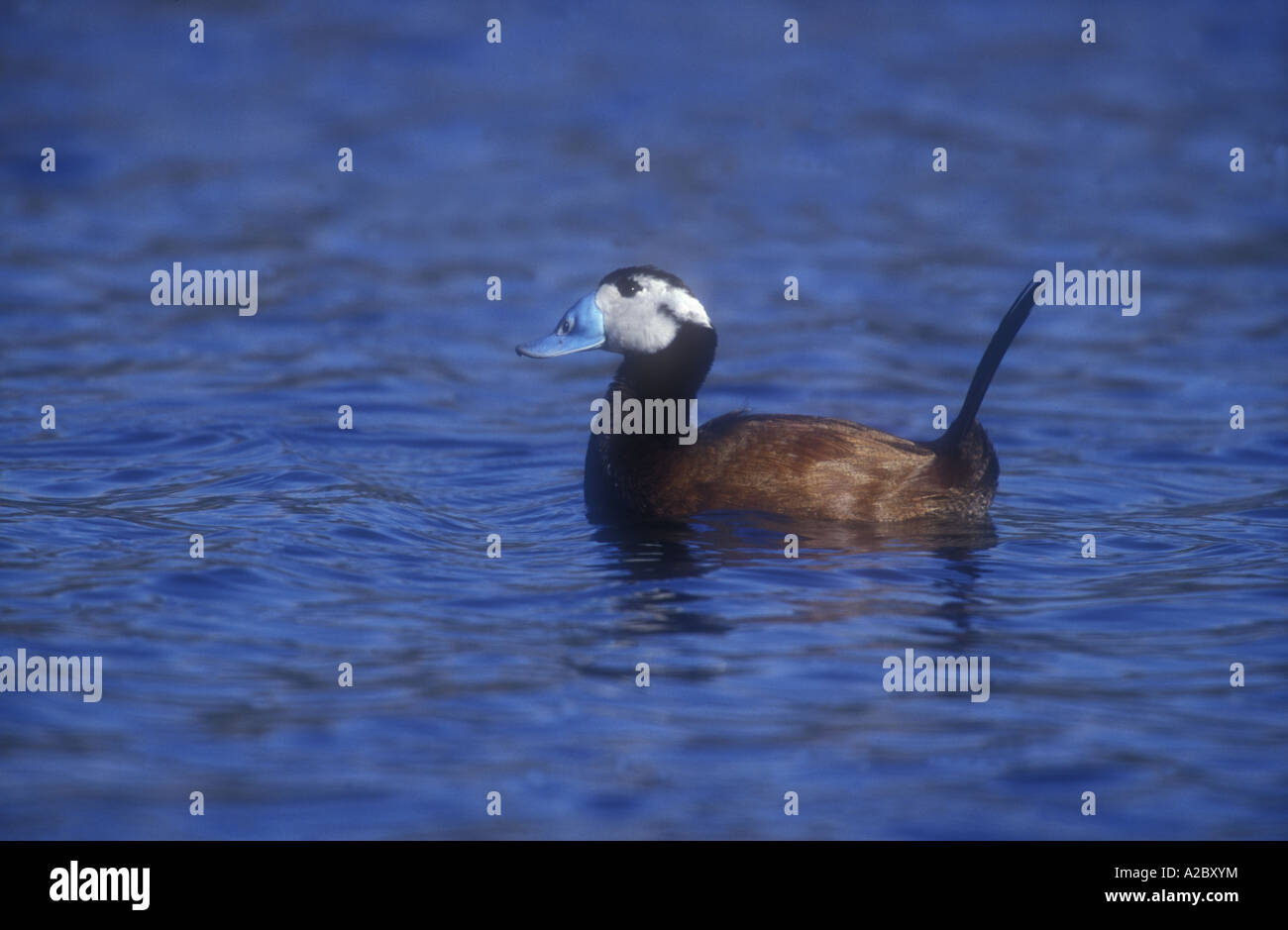 White duck male hi-res stock photography and images - Alamy