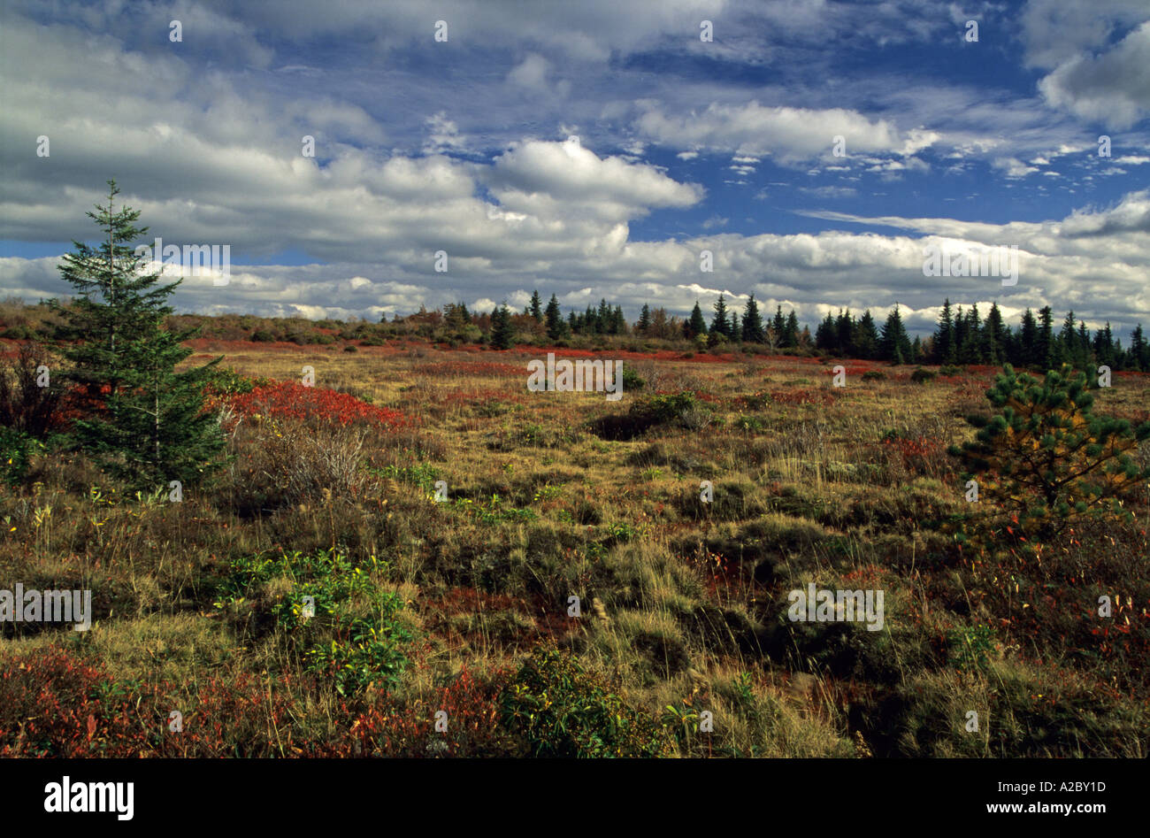 Monongahela national forest hi-res stock photography and images - Alamy