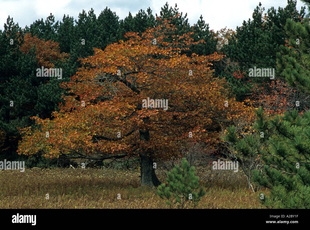 Autumn Dolly Sods Wilderness Monongahela NF WV Stock Photo - Alamy