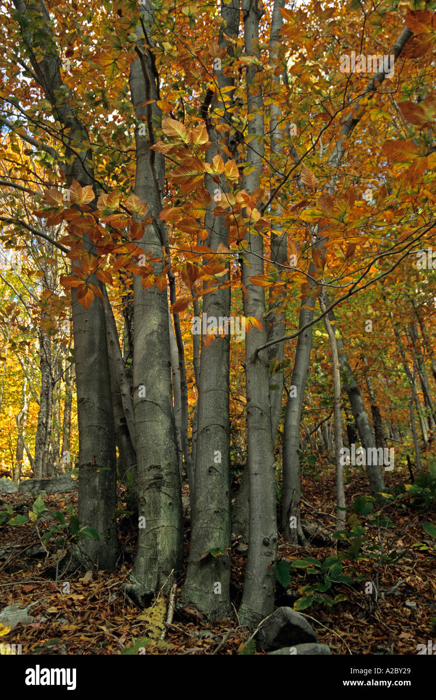 Beech Trees Autumn Dolly Sods Wilderness Monongahela NF WV Stock Photo ...
