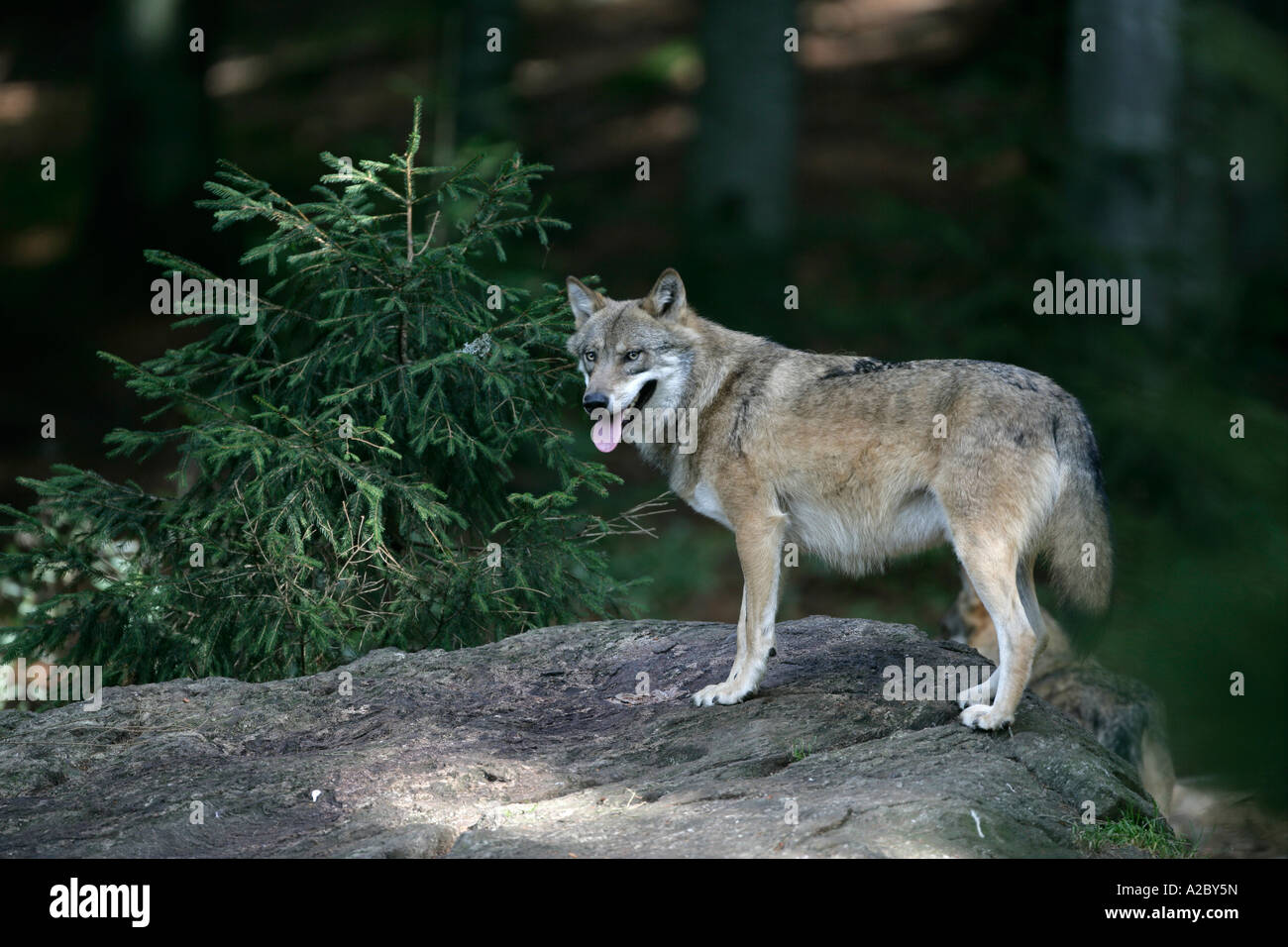 Timber canis lupus hi-res stock photography and images - Alamy