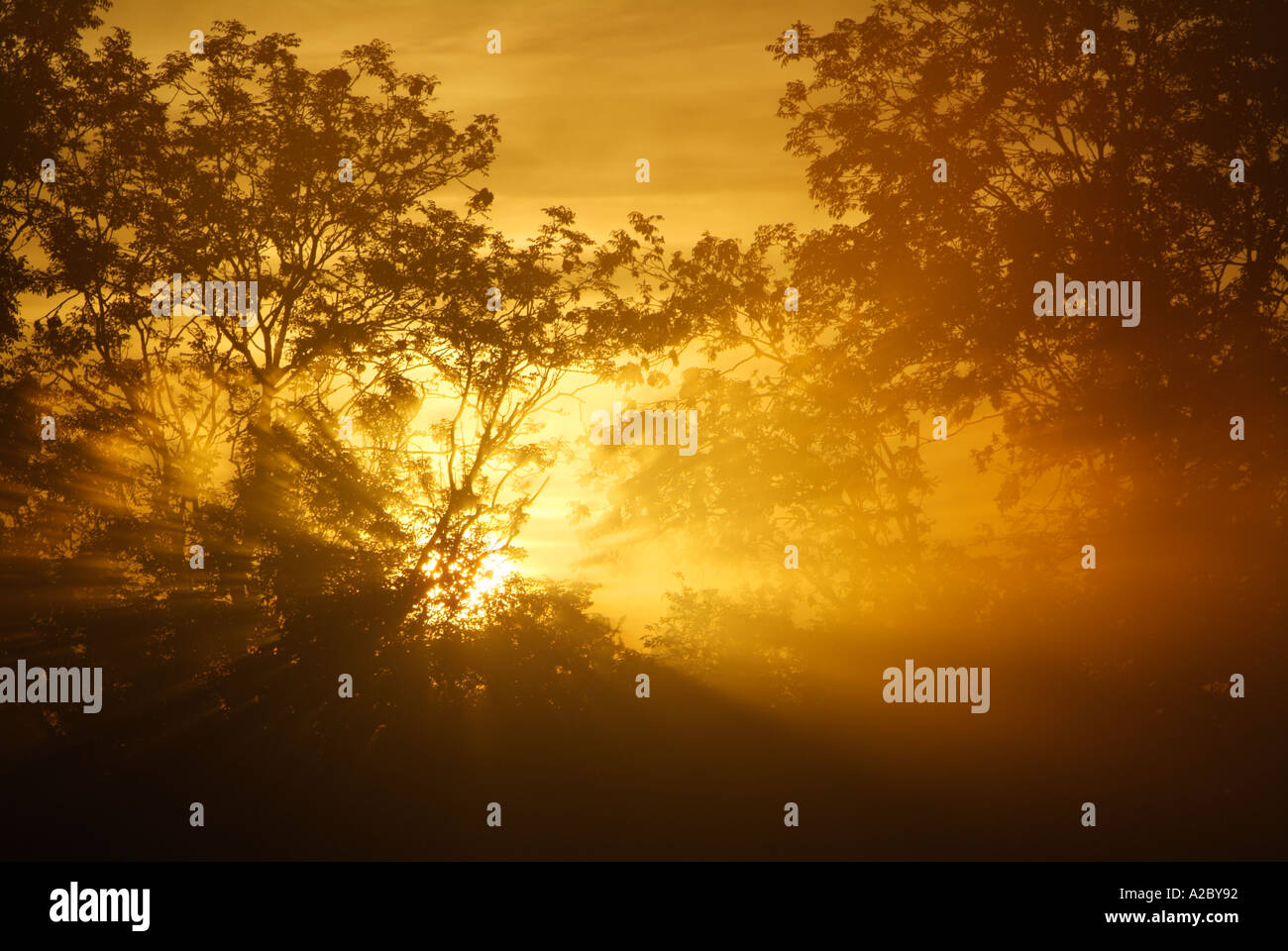Early morning sunlight through trees producing shafts of light England ...
