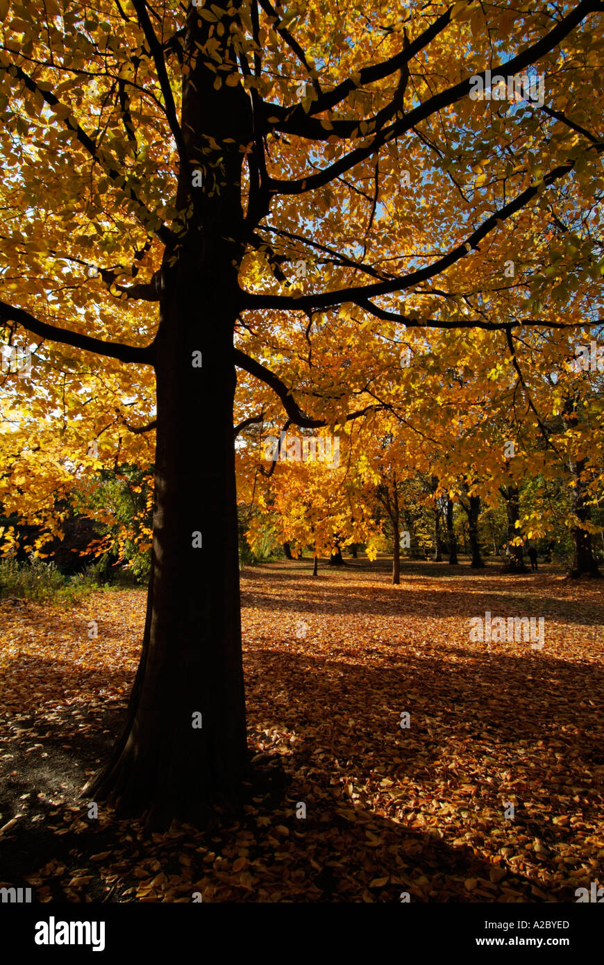 Autumn leaves uk autumn trees Autumnal trees at Nottingham university ...
