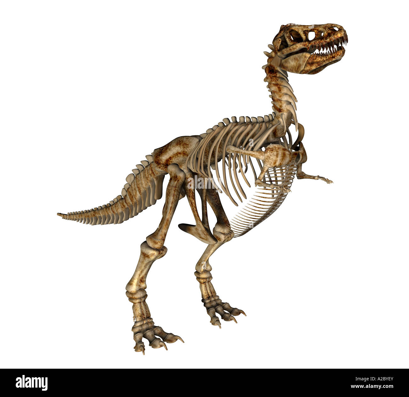 Tyrannosaurus rex skeleton hi-res stock photography and images - Alamy