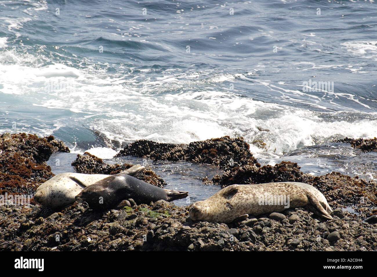 Three seals sleeping on the beach Stock Photo - Alamy