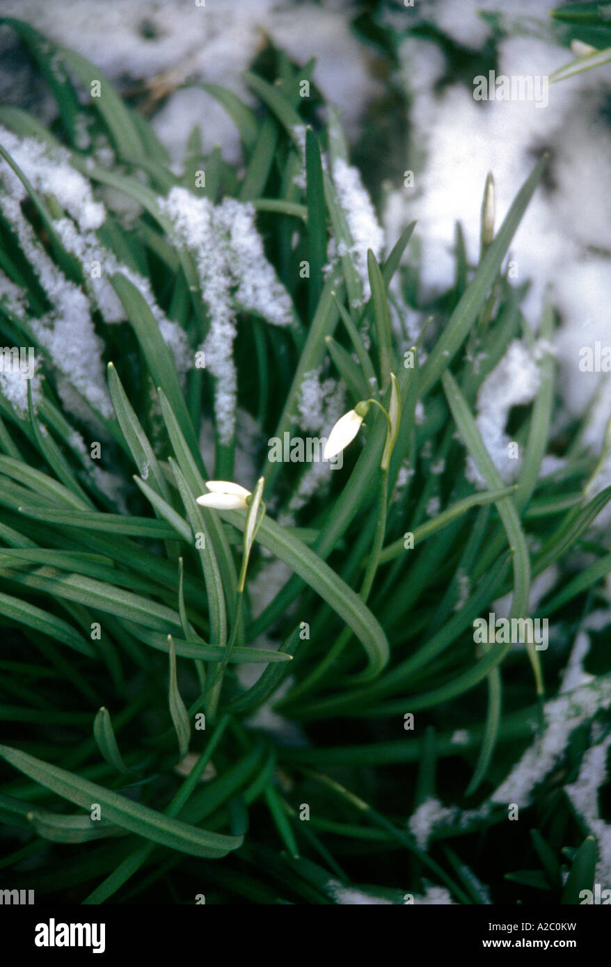 Snowdrops in snow galanthus hi-res stock photography and images - Alamy