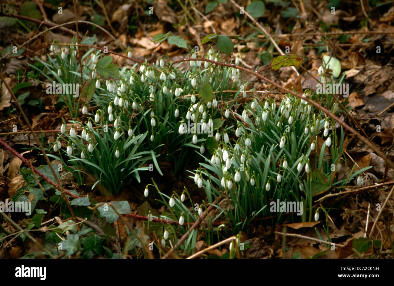 Woodland snowdrops hi-res stock photography and images - Alamy