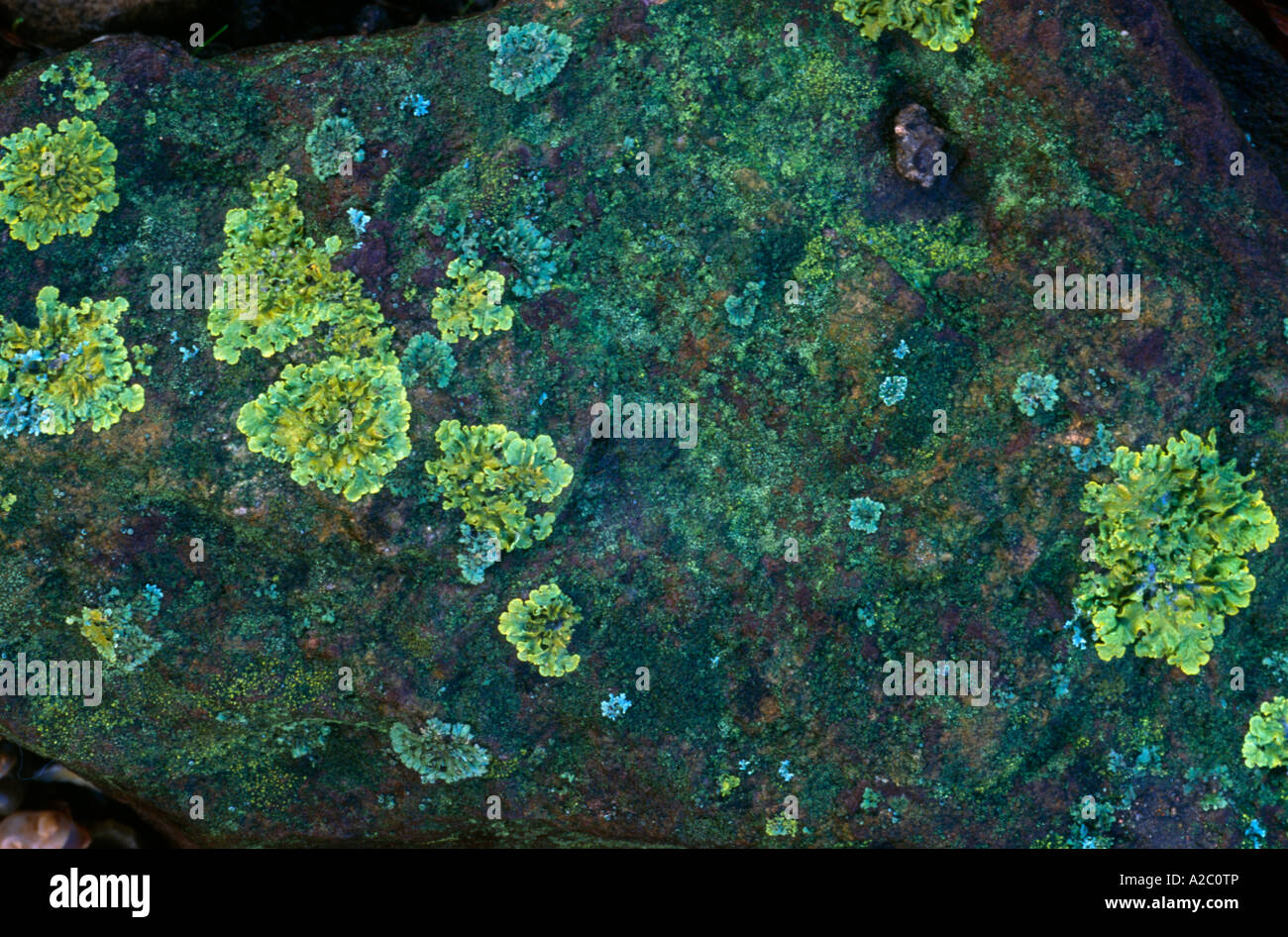 Lichen On Stone In Many Colours Stock Photo - Alamy