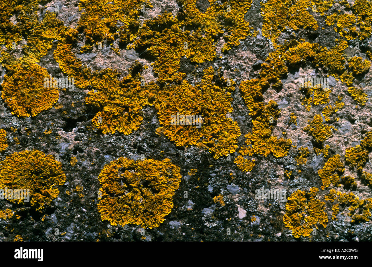 Lichen hi-res stock photography and images - Alamy