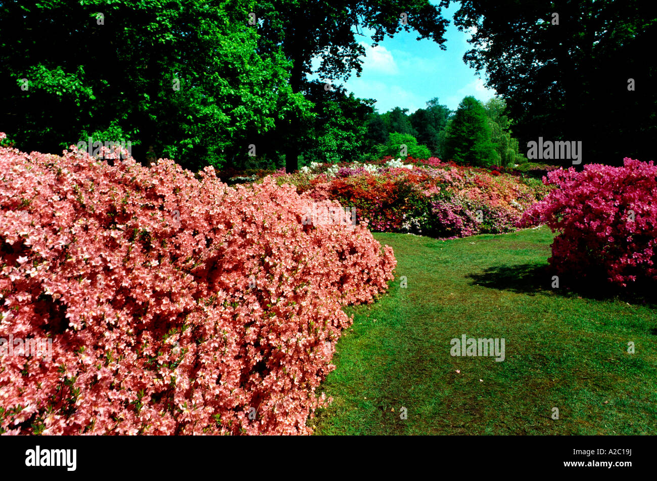 Richmond Park Surrey England Isabella Plantation Pink Flowers Stock ...