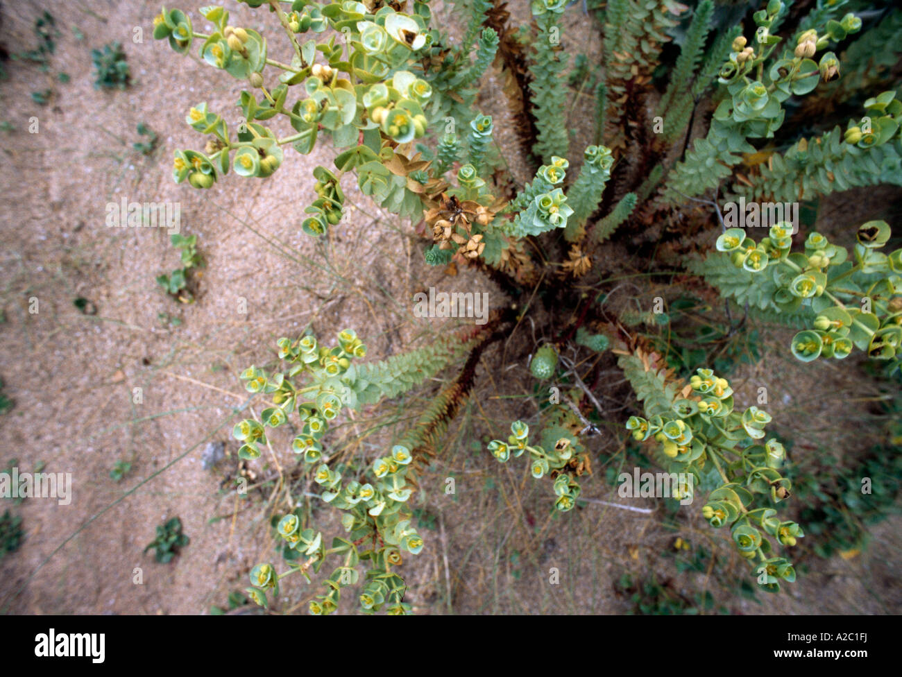 Sea spurge euphorbia paralias hi-res stock photography and images - Alamy