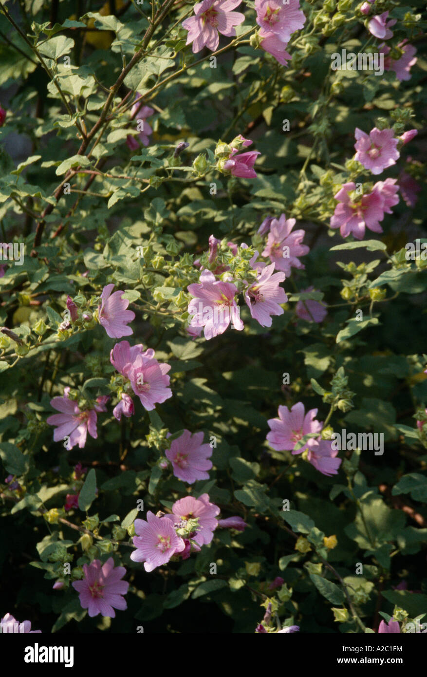 Tree mallow lavatera arborea malva hi-res stock photography and images ...