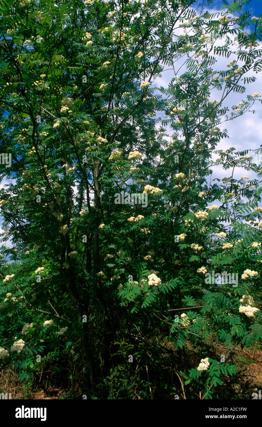 Rowan Mountain Ash Stock Photo - Alamy