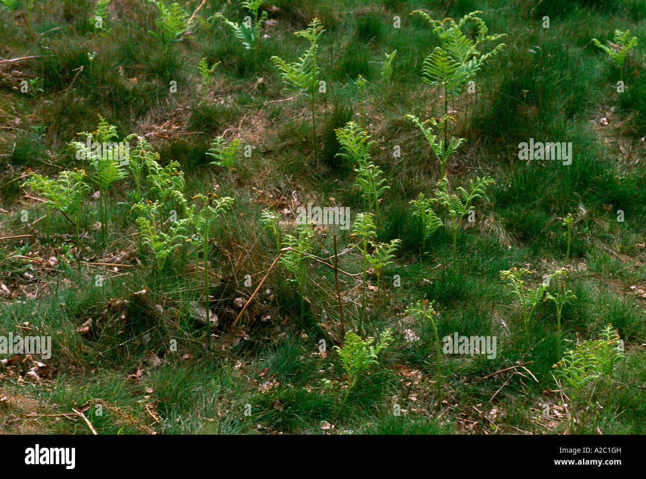 Bracken Headley Heath Surrey Stock Photo - Alamy